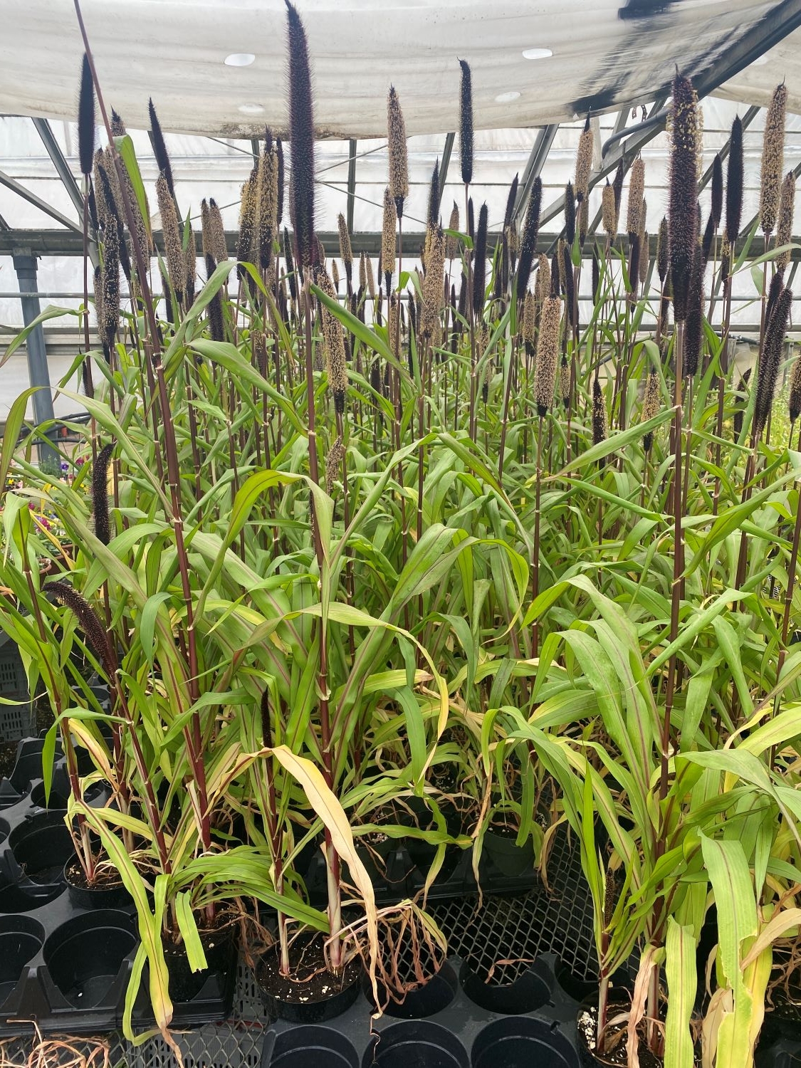 Availability | Moose and Squirrel Horticultural Resources | Carleton, MI